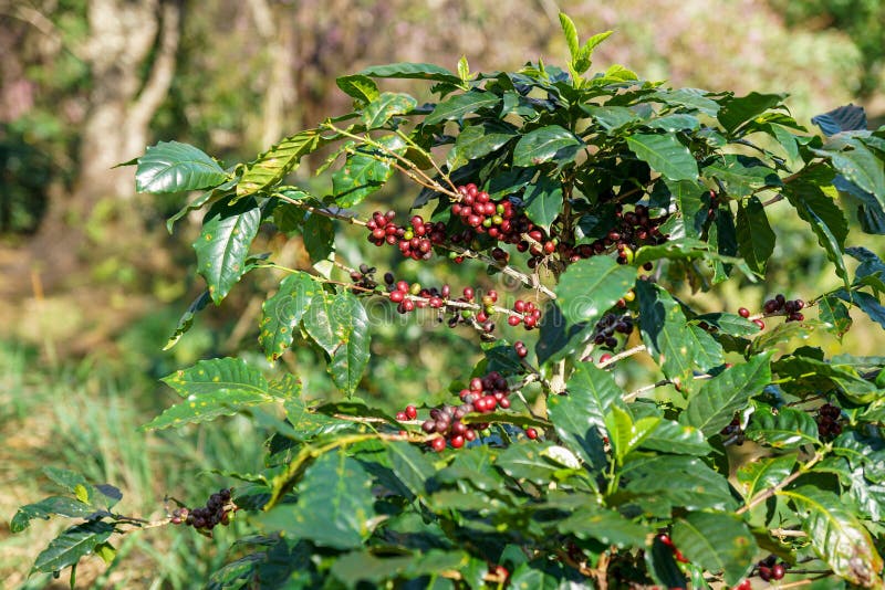 A Coffee Tree with Red Ripe Coffee Beans in Chiangmai Stock Image ...