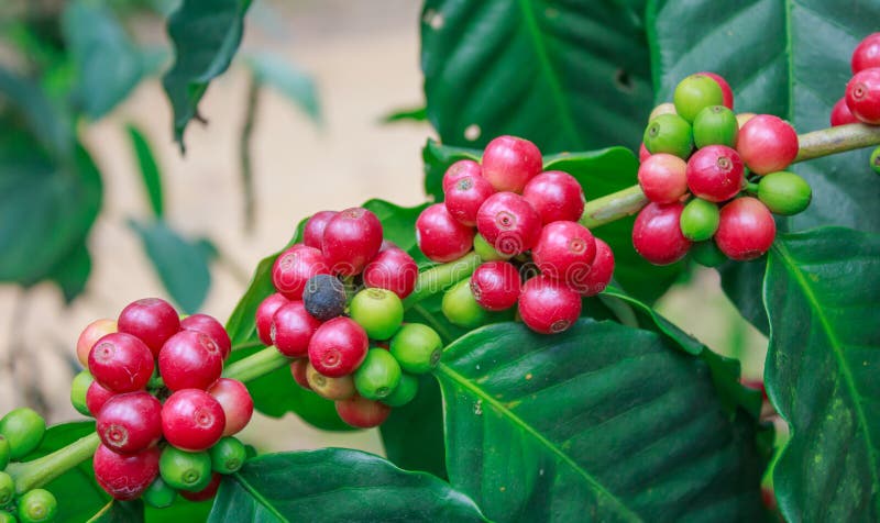 Coffee on tree stock image. Image of crop, green, stimulant - 60282039
