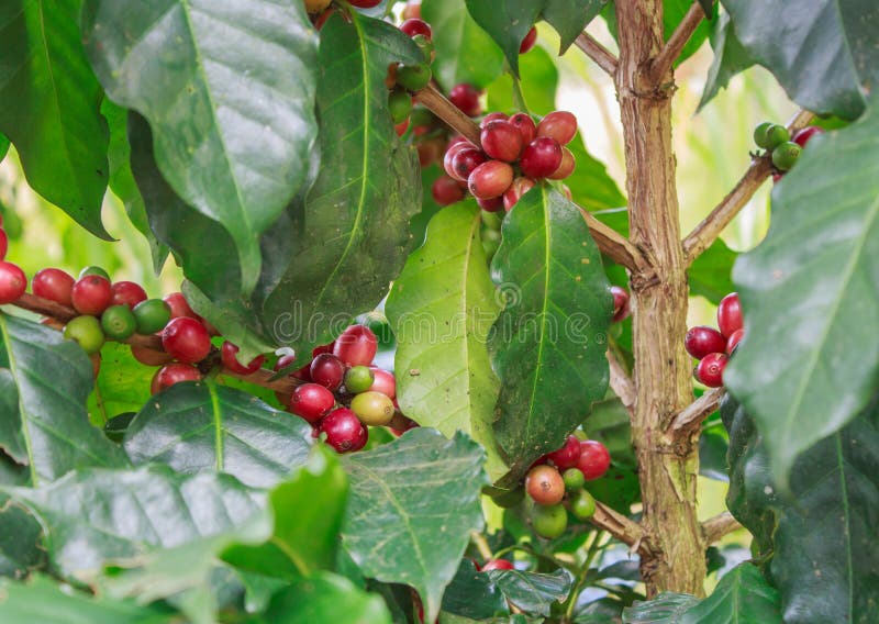 Coffee on tree stock image. Image of fruits, harvest - 60312429