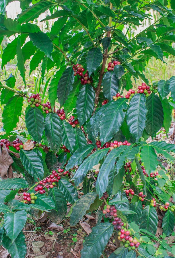 Coffee on tree stock photo. Image of seedlings, ripe - 60312788