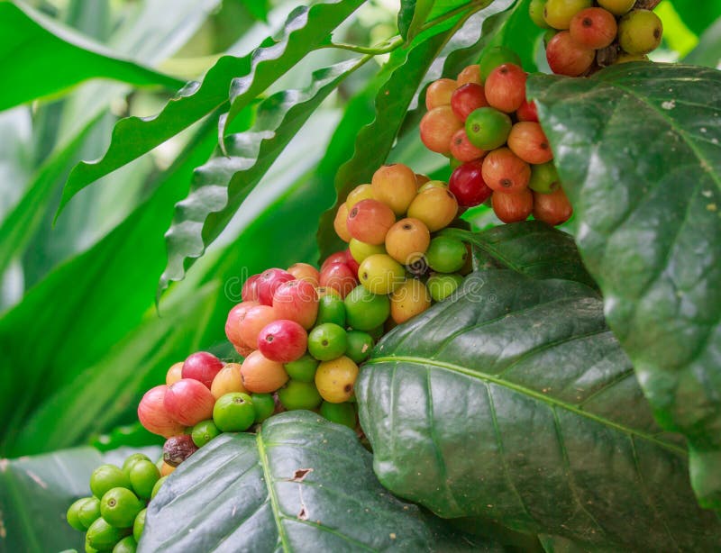 Coffee on tree stock photo. Image of coffee, grow, crop - 60312704