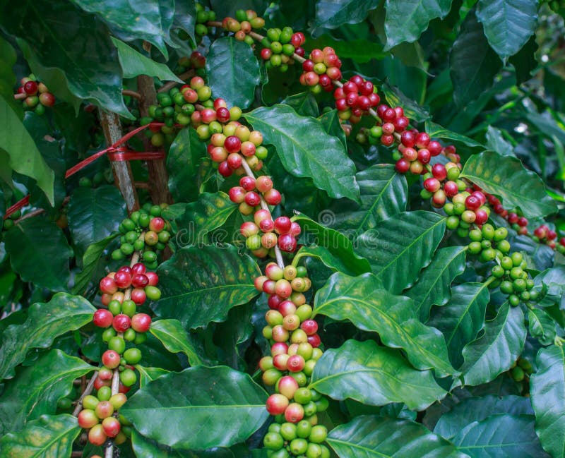 Coffee on tree stock photo. Image of garden, beans, fresh - 60312766