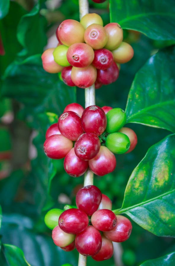 Coffee on tree stock image. Image of green, growing, caffeine - 60312923