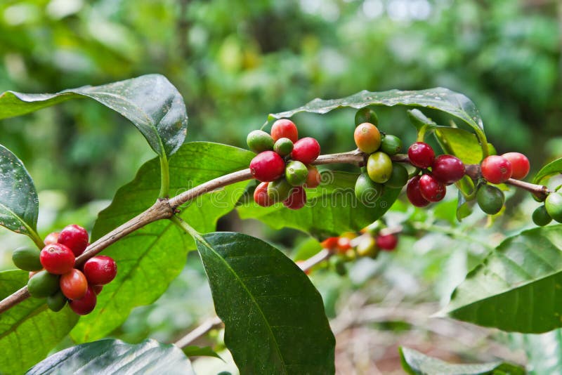 Berries on coffee tree stock image. Image of montage - 25265533