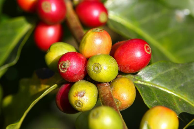 Coffee Tree with Ripe Berries on Farm Stock Photo - Image of growing ...