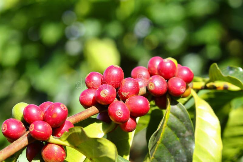 Coffee Tree with Ripe Berries on Farm Stock Image - Image of beverage ...