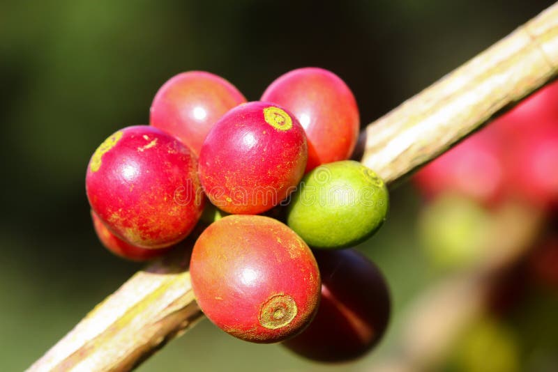 Coffee Tree with Ripe Berries on Farm Stock Photo - Image of growing ...