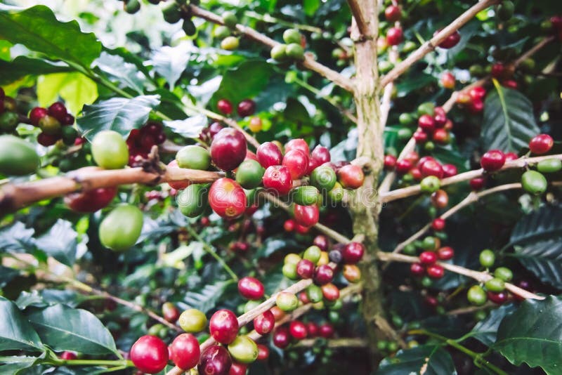 Coffee Tree with Ripe Berries on Farm. Stock Photo - Image of fruit ...