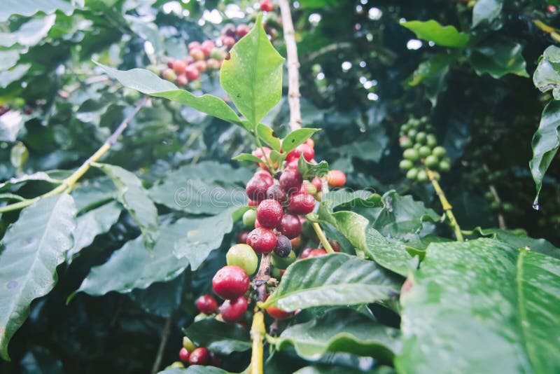 Coffee Tree with Ripe Berries on Farm. Stock Photo - Image of bush ...