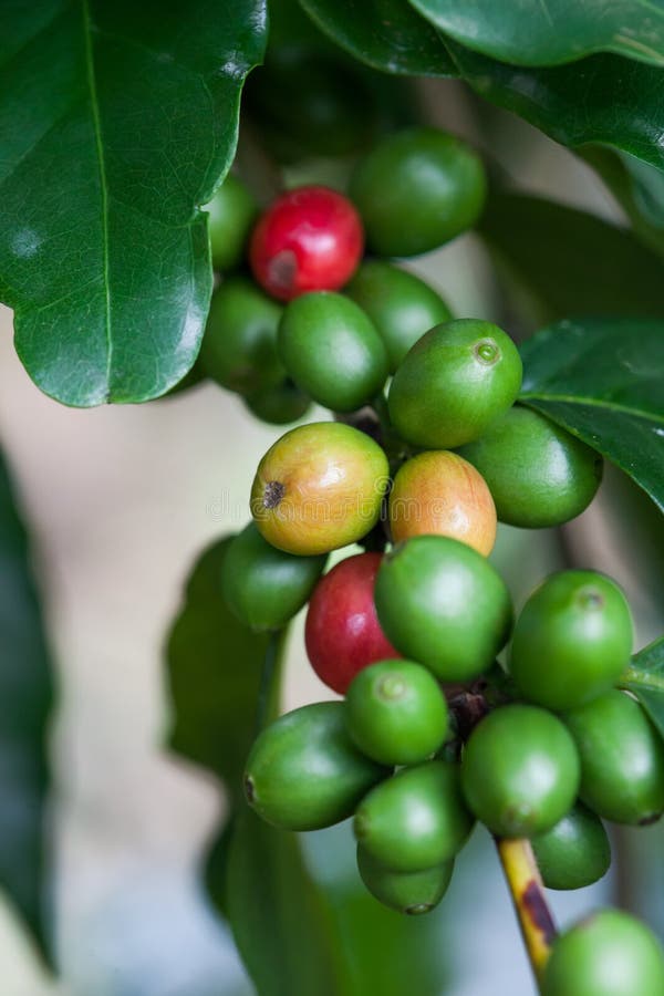 Coffee Tree with Ripe Berries on Farm Stock Photo - Image of growing ...