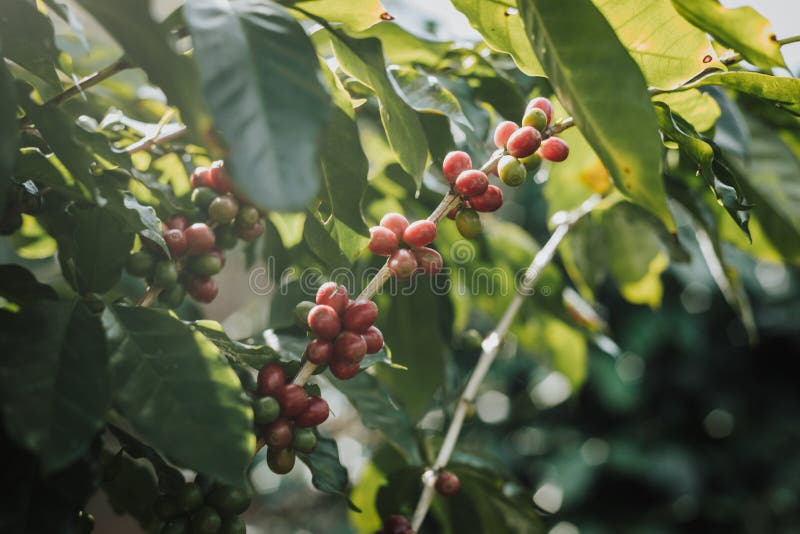 Coffee Tree with Ripe Berries on Farm Stock Photo - Image of bush ...