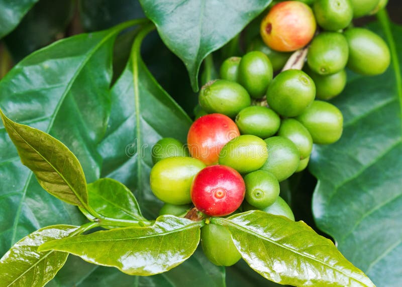 Coffee Tree with Ripe and Raw Berries Stock Photo - Image of nature ...
