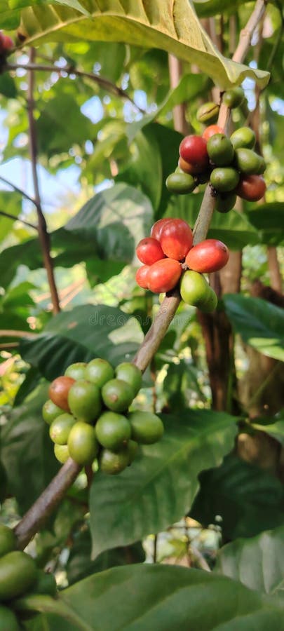 A Coffee Tree with Ripe and Unripe Fruits Stock Image - Image of berry ...