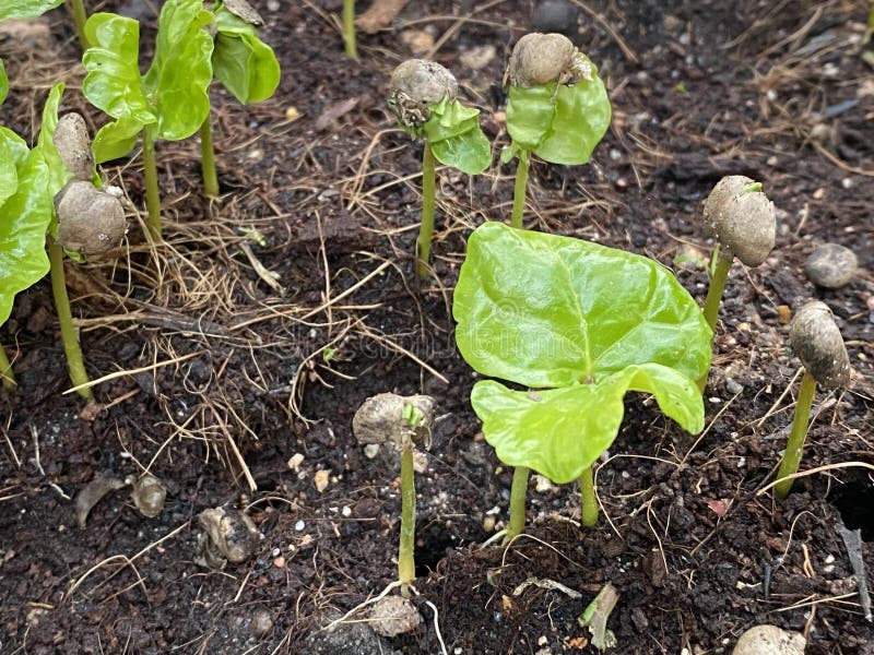 Coffee Tree Seedling Growth Stock Image - Image of drink, coffee: 310082665