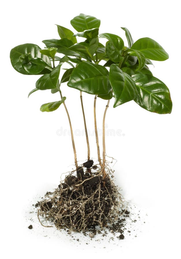 Coffee Tree seedlings stock image. Image of soil, arabica - 51121849