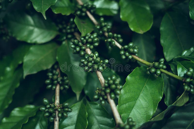 Coffee Tree Coffee Seedlings Sprouting in Nature Stock Photo - Image of ...