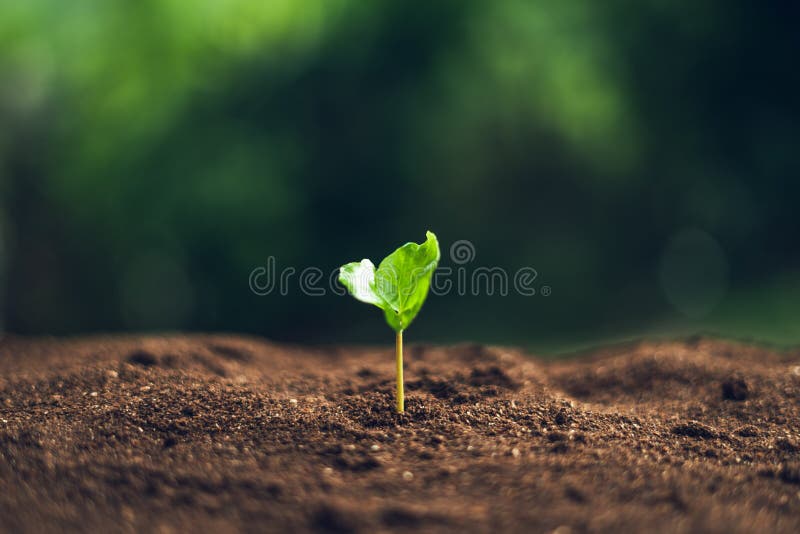 Coffee Tree Coffee Seedlings Sprouting in Nature Stock Photo - Image of ...
