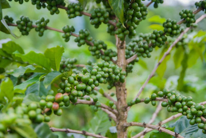 Coffee Tree, Coffee Tree from Thailand Country Stock Photo - Image of ...