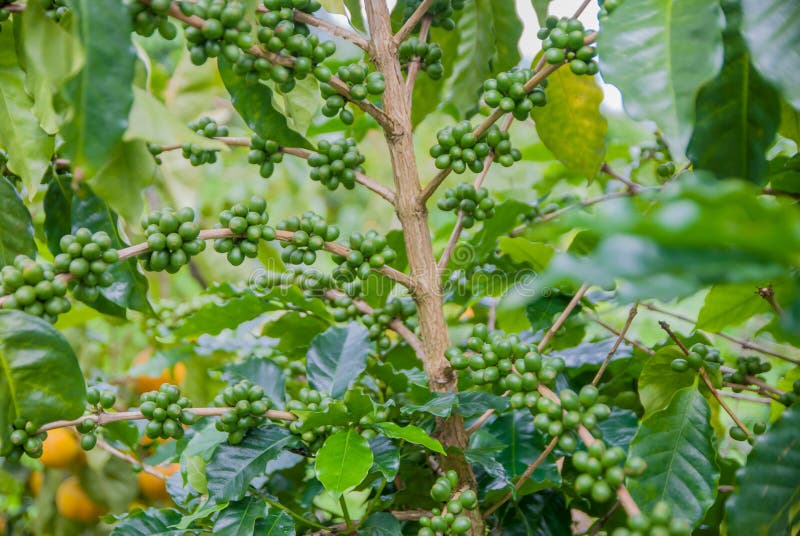 Coffee Tree, Coffee Tree from Thailand Country Stock Photo - Image of ...