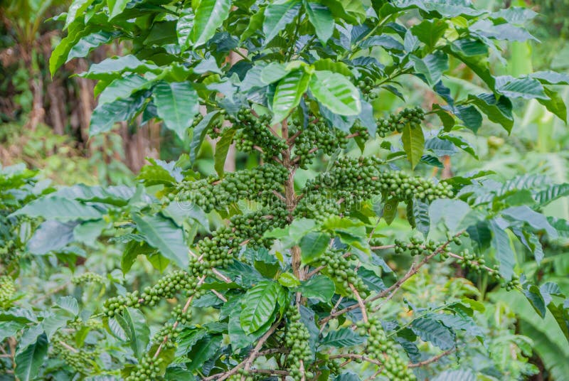 Coffee Tree, Coffee Tree from Thailand Country Stock Image - Image of ...
