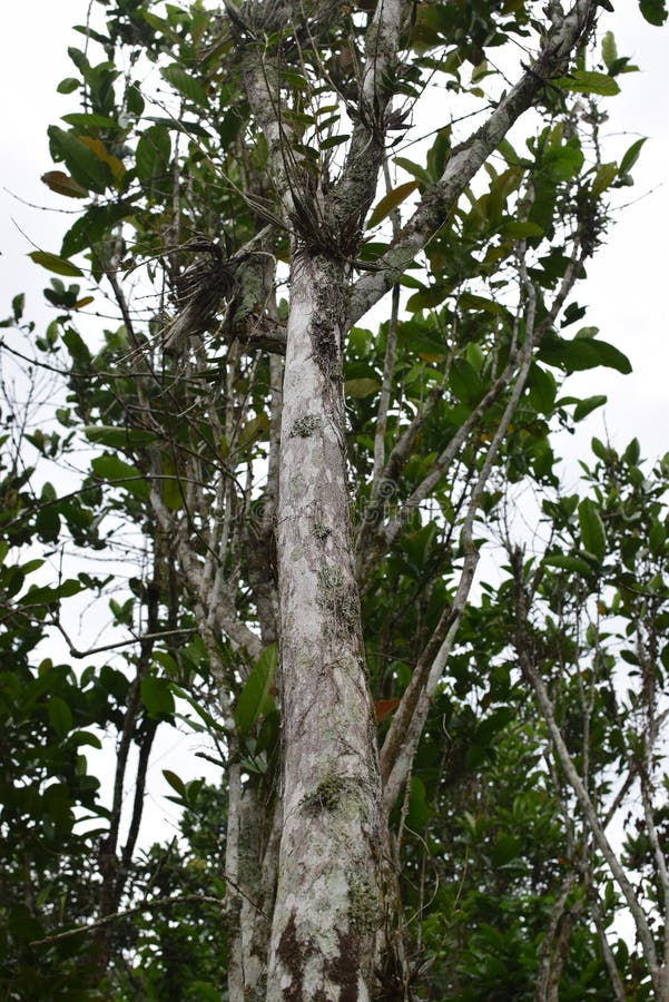 Coffee Tree Trunks Grown in a Forested Land. Stock Photo - Image of ...