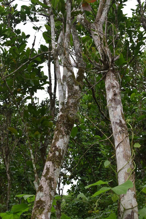 Coffee Tree Trunks Grown in a Forested Land. Stock Image - Image of ...