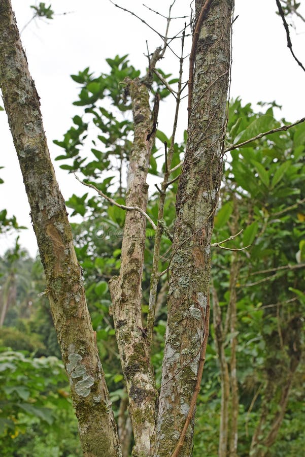 Coffee Tree Trunks Grown in a Forested Land. Stock Image - Image of ...