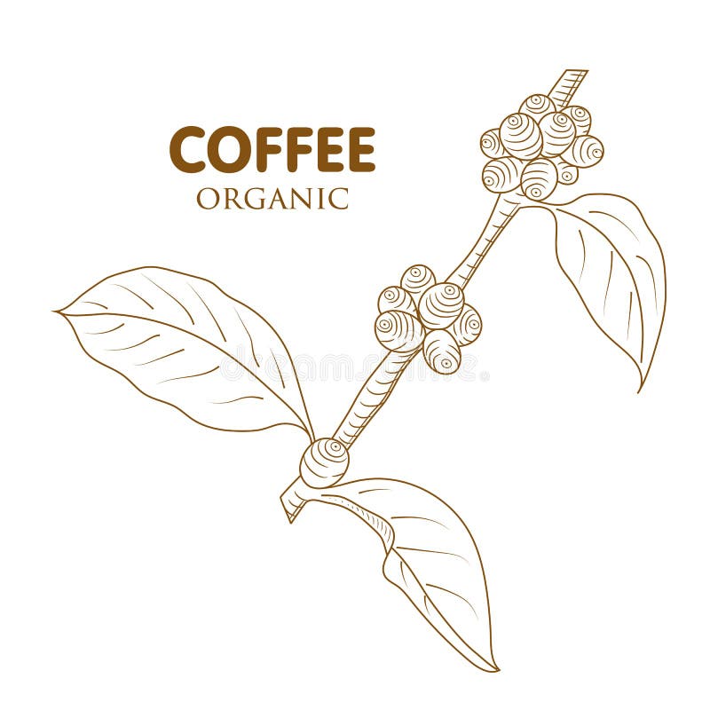 Coffee tree vector stock vector. Illustration of label - 91946730