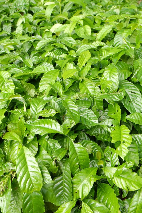 Coffee tree stock photo. Image of agricultural, farm - 56719292
