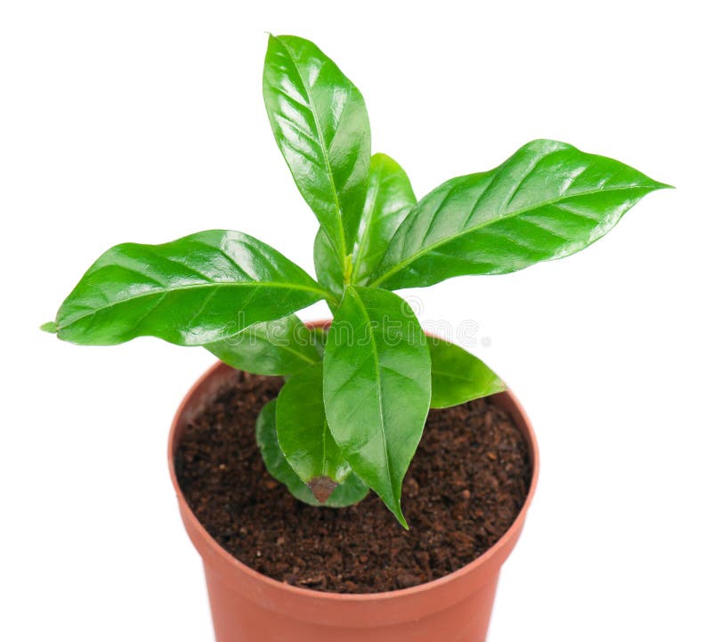 Coffee tree stock photo. Image of foliage, branch, nature - 51112668