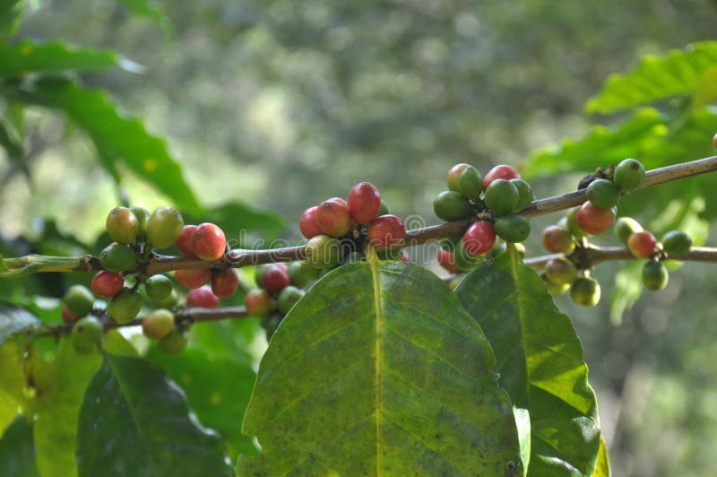 Coffee trees. stock photo. Image of green, fruit, coffee - 27599278