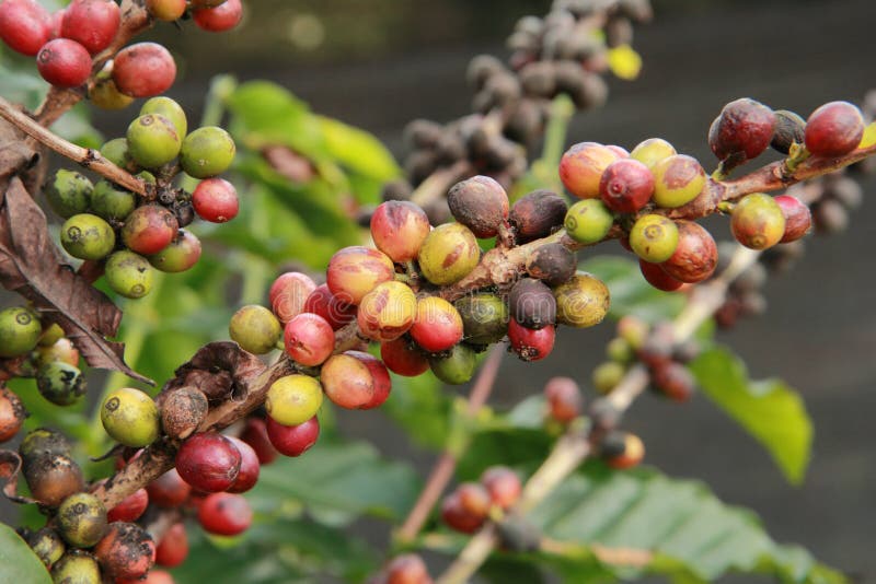 Arabica coffee trees stock photo. Image of evergreen - 56314746