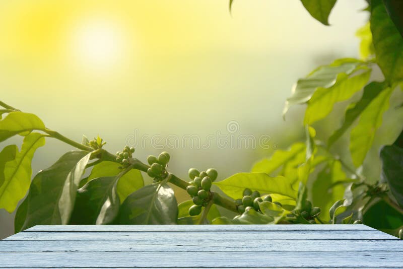 Coffee Trees Backgrounds,wooden Table. Stock Image - Image of industry ...