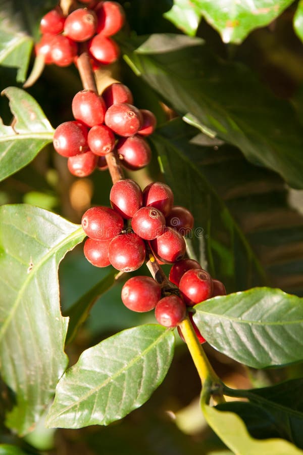 Coffee trees stock image. Image of harvest, crop, ecology - 48016165