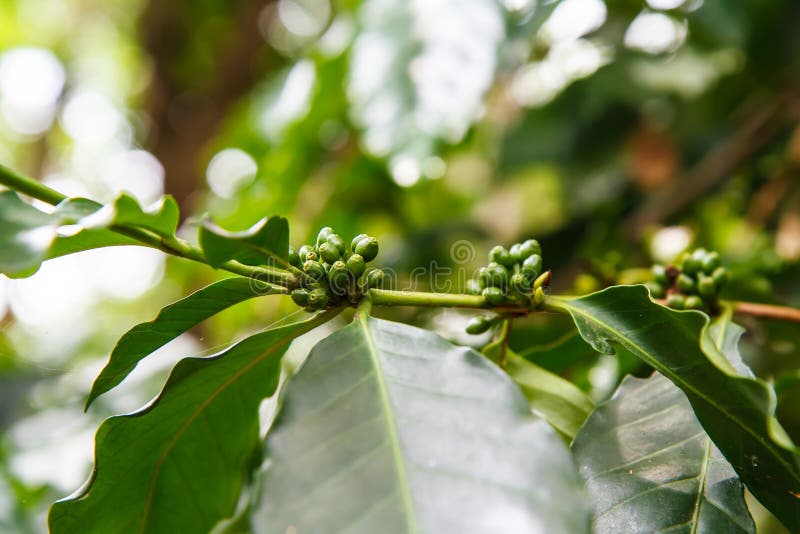 Coffee trees stock photo. Image of harvest, organic, coffee - 53007874