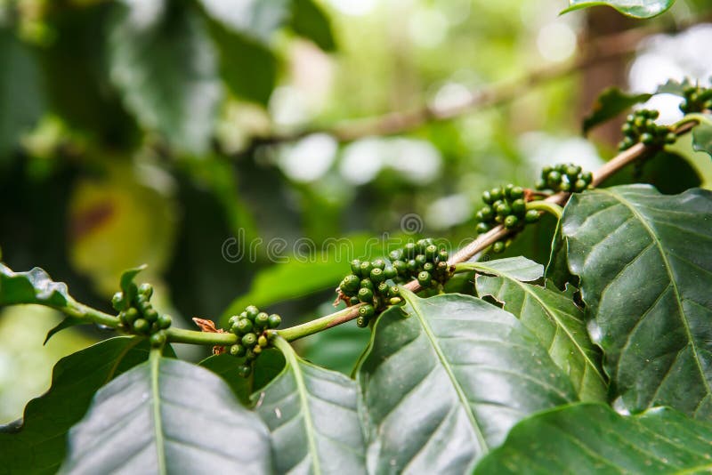 Coffee trees stock image. Image of tree, bush, food, trees - 53007943