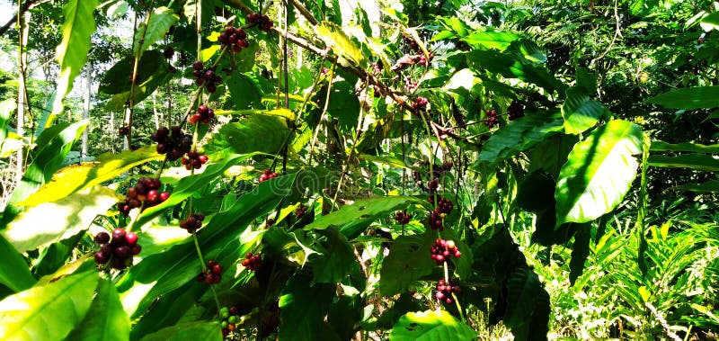 Coffee trees, fruit stock image. Image of woodland, produce - 238761915