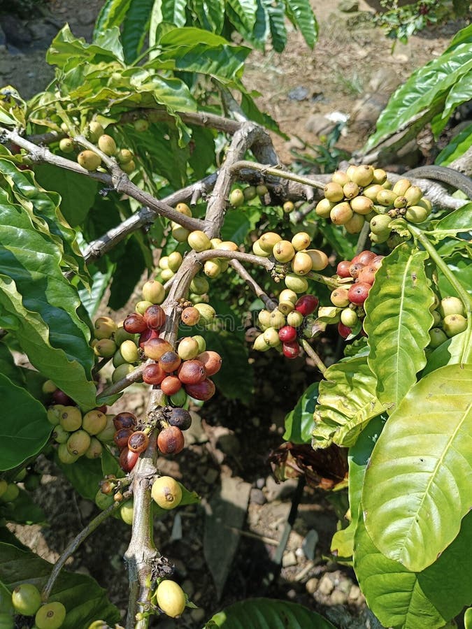 Coffee trees in the garden stock photo. Image of blossom - 373630070