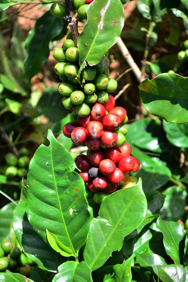 Coffee Trees on a Plantation in the Province of Lam Dong. Stock Photo ...