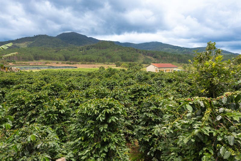 Coffee Trees with Green Beans Stock Photo - Image of beverage, ecology: 365023632