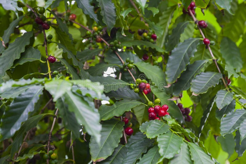 Coffee trees. stock photo. Image of berries, caffeine - 90827768