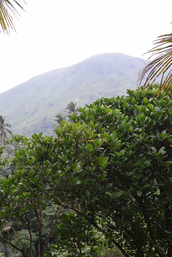 Coffee Trees Grown at the Foot of Deforested Mountain Stock Image ...