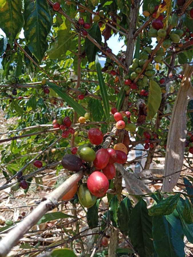 16,588 Coffee Trees Stock Photos - Free & Royalty-Free Stock Photos ...