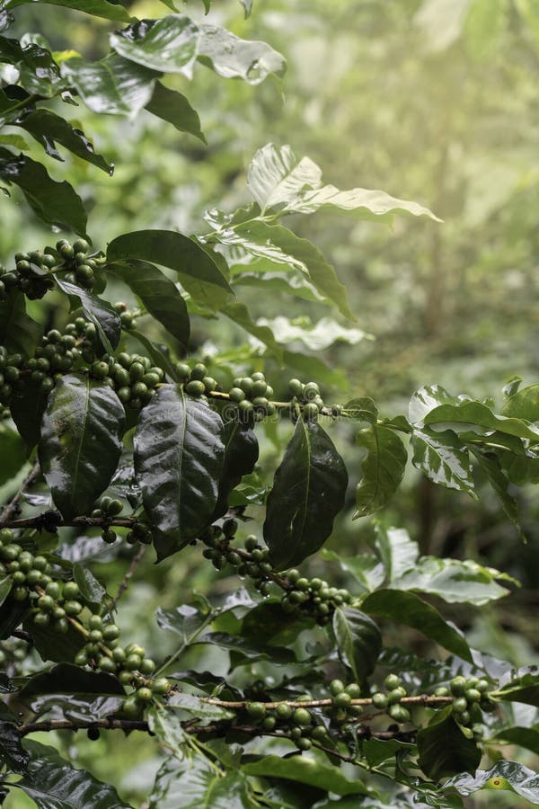 Coffee trees on plantation stock photo. Image of drink - 328062178