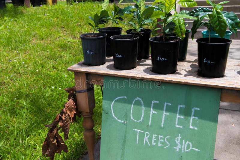 Coffee Trees for Sale in Pots Stock Image - Image of leaf, drink: 141516945