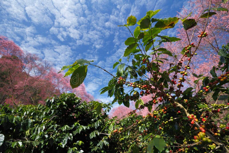 Coffee trees stock image. Image of wild, agriculture - 66986007