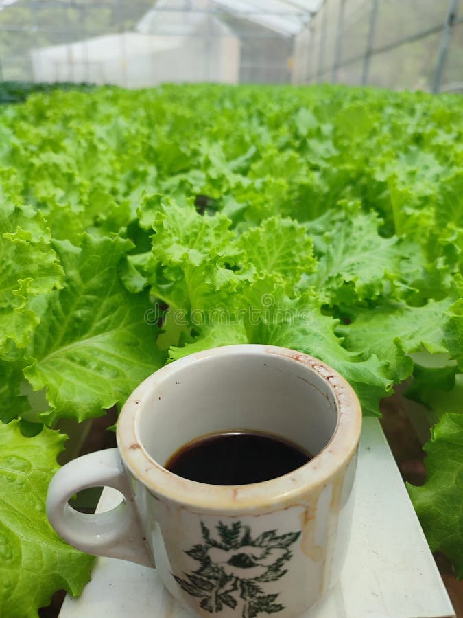 Coffee in the Vegetable Garden Stock Photo - Image of vegetable, garden ...