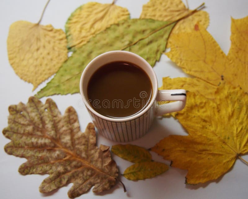 Coffee and leaves stock photo. Image of life, drink, leaf - 78181494
