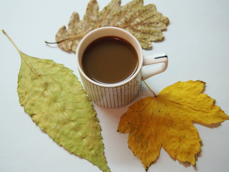 Coffee and leaves stock photo. Image of life, drink, leaf - 78181494