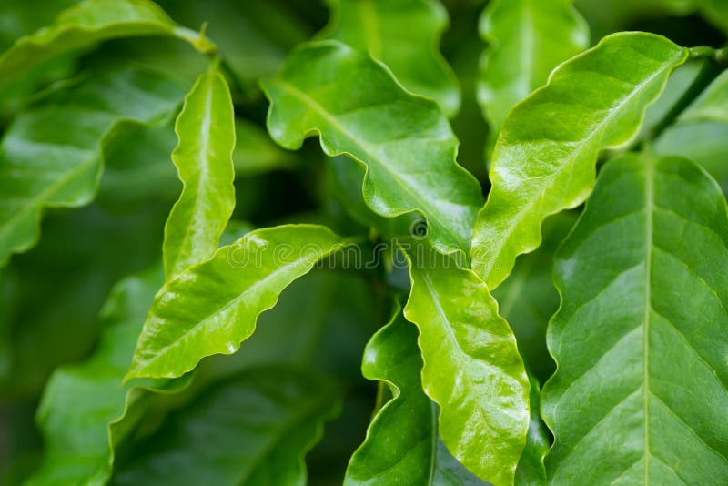 Coffee Tree with Leaf Isolated on White Background with Clipping Path ...